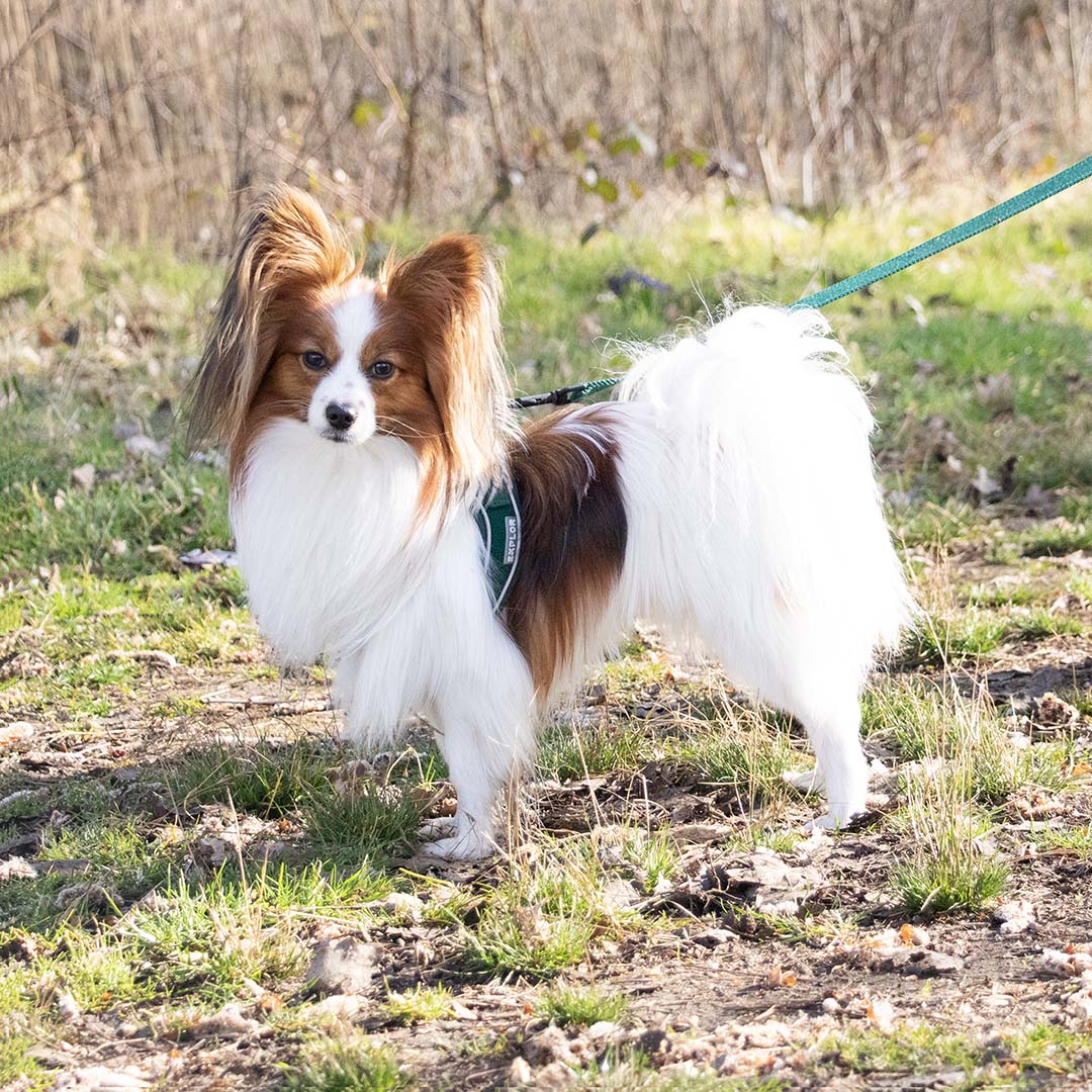 Ultimate fit small dog harness Green - Laroy Group